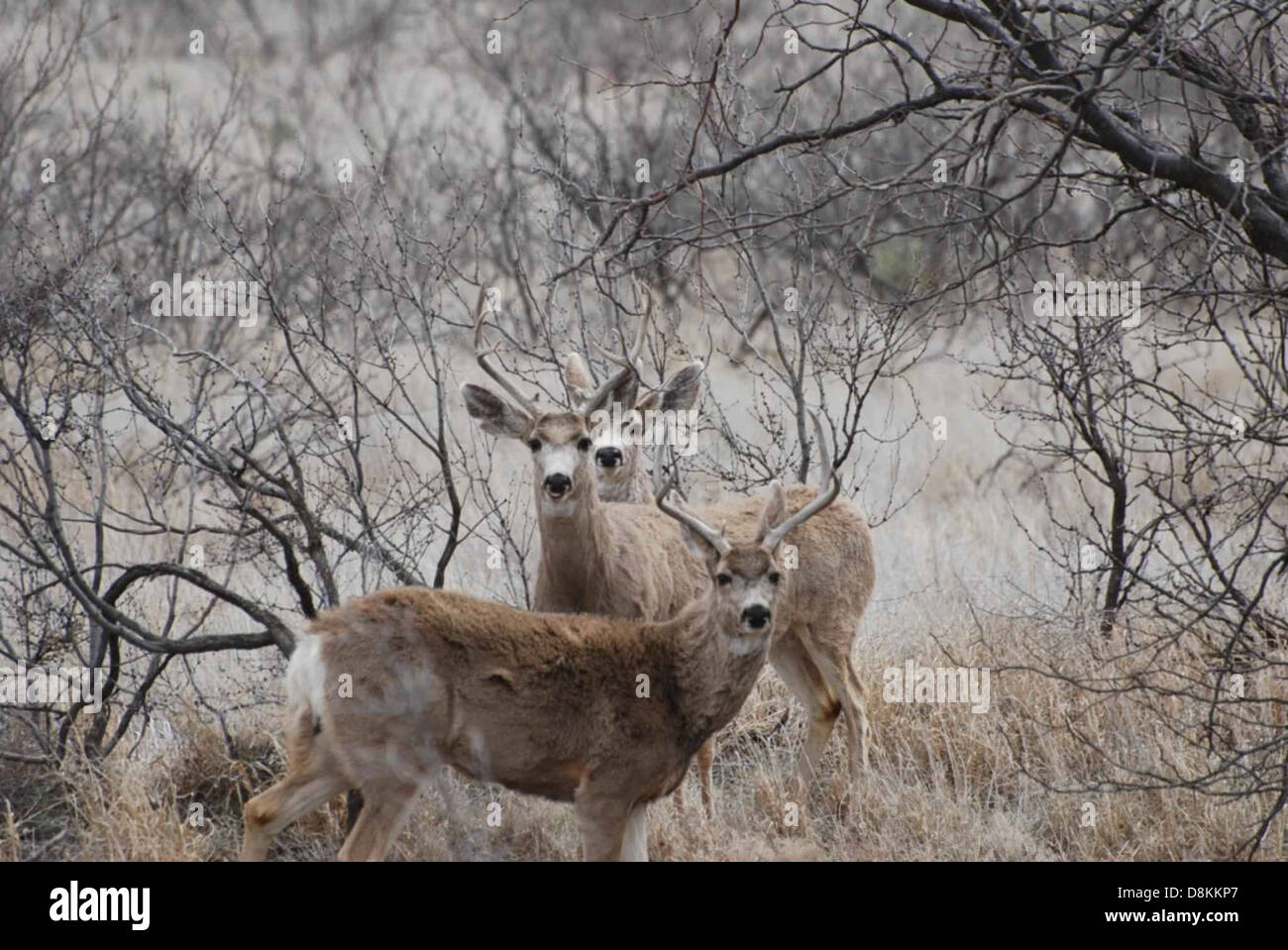 Three male deer, or bucks, stand together in a wooded area, showcasing ...