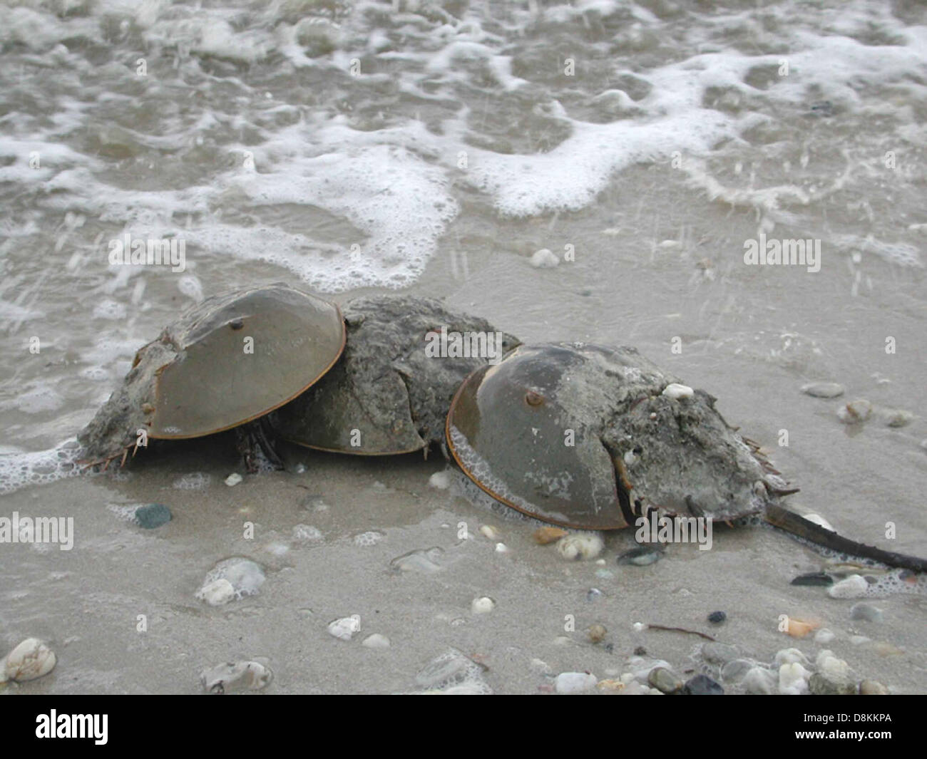 Shell crabs hi-res stock photography and images - Alamy