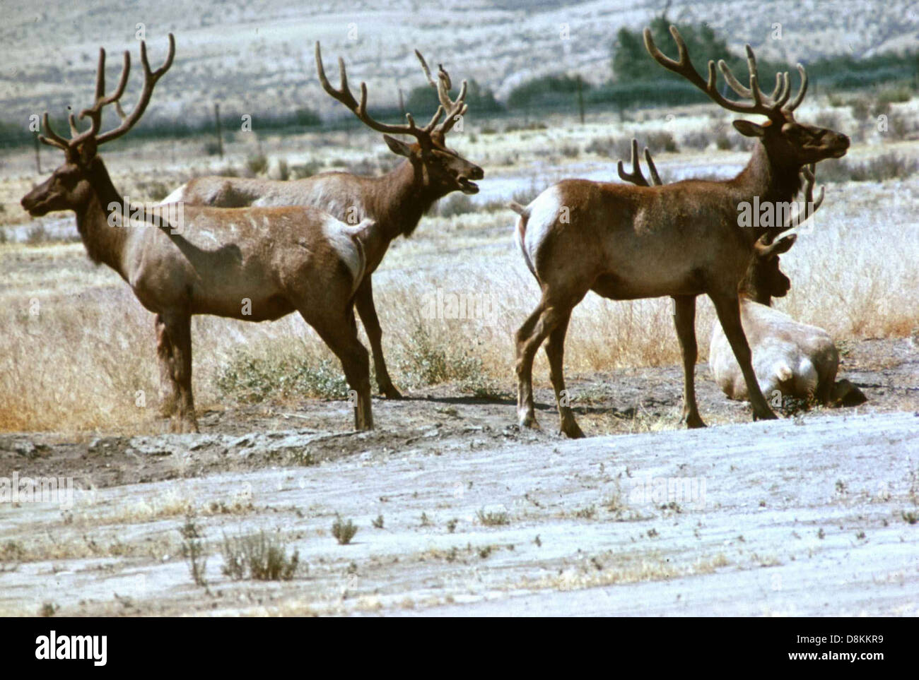 Tule elk, a subspecies of elk native to California, are shown in their ...