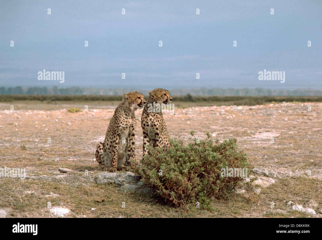 Two cheetahs African animals acinonyx jubatus sitting in front of a ...