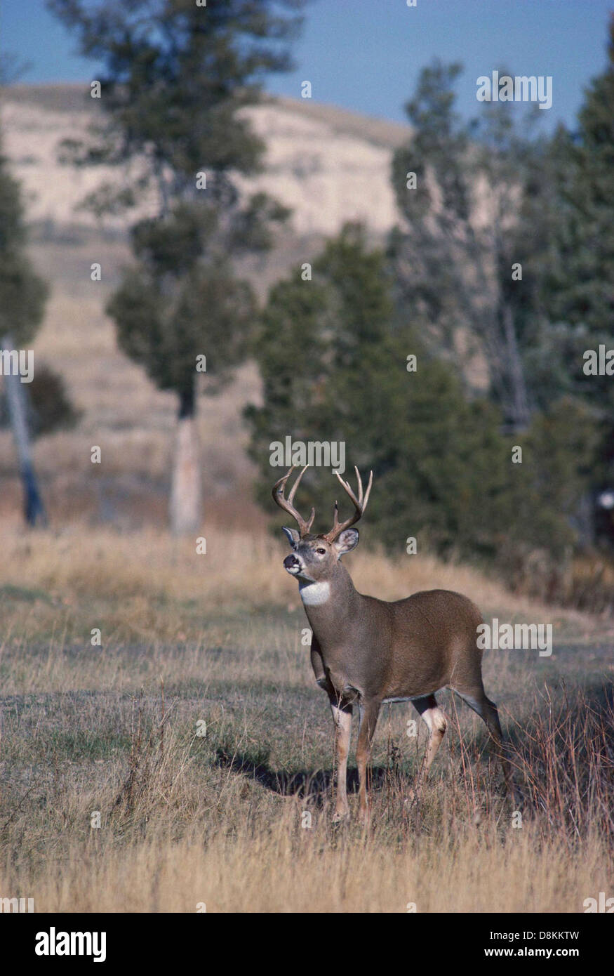 This image features a white-tailed buck (Odocoileus virginianus) in ...