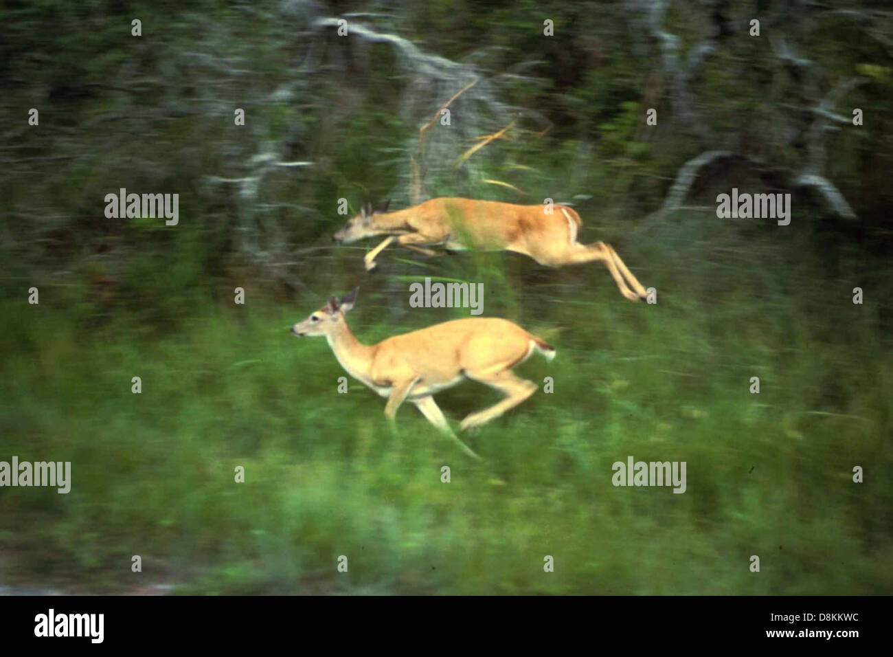 A group of white-tailed deer (Odocoileus virginianus) running across a ...