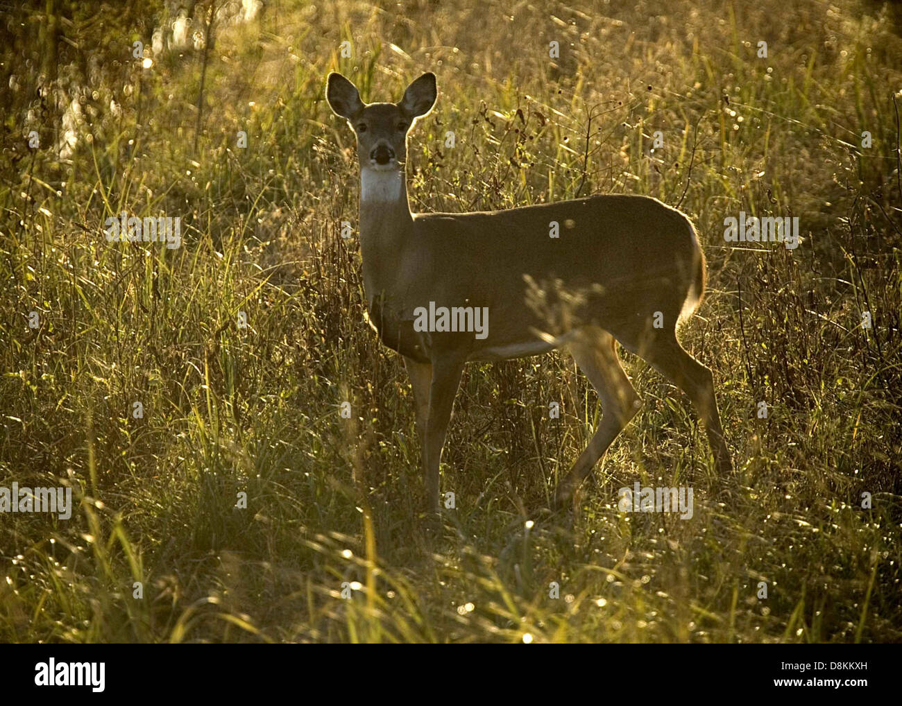 A white-tailed doe (Odocoileus virginianus) stands alert in low brush ...