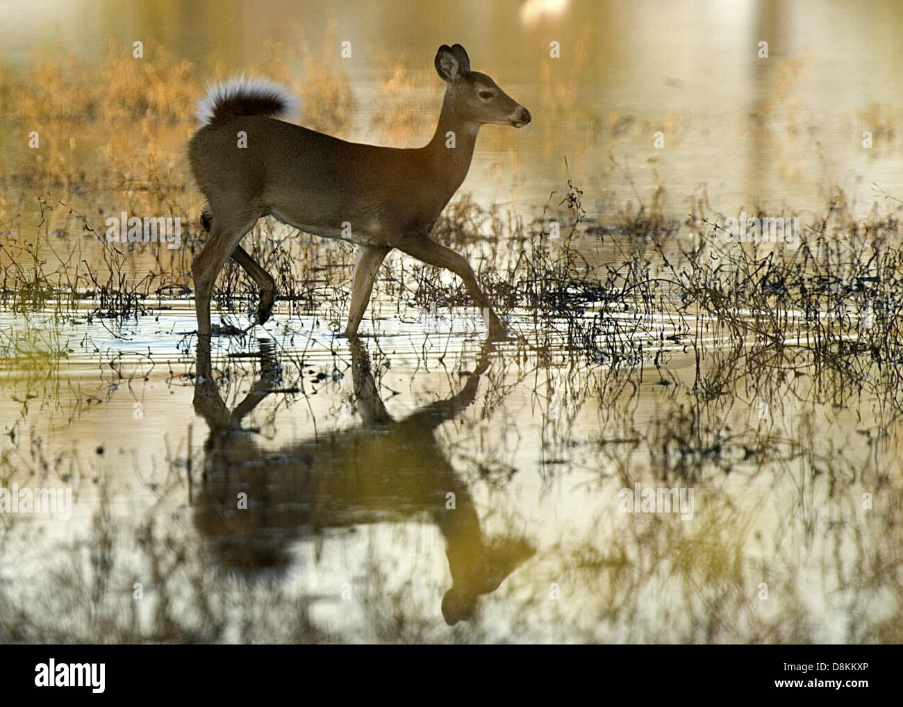 A white-tailed doe with its tail raised, signaling a danger alert. The ...