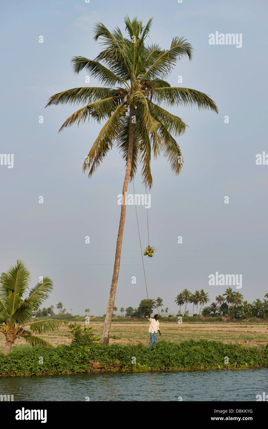 man picking coconuts in the backwaters of Kerala, India Stock Photo - Alamy