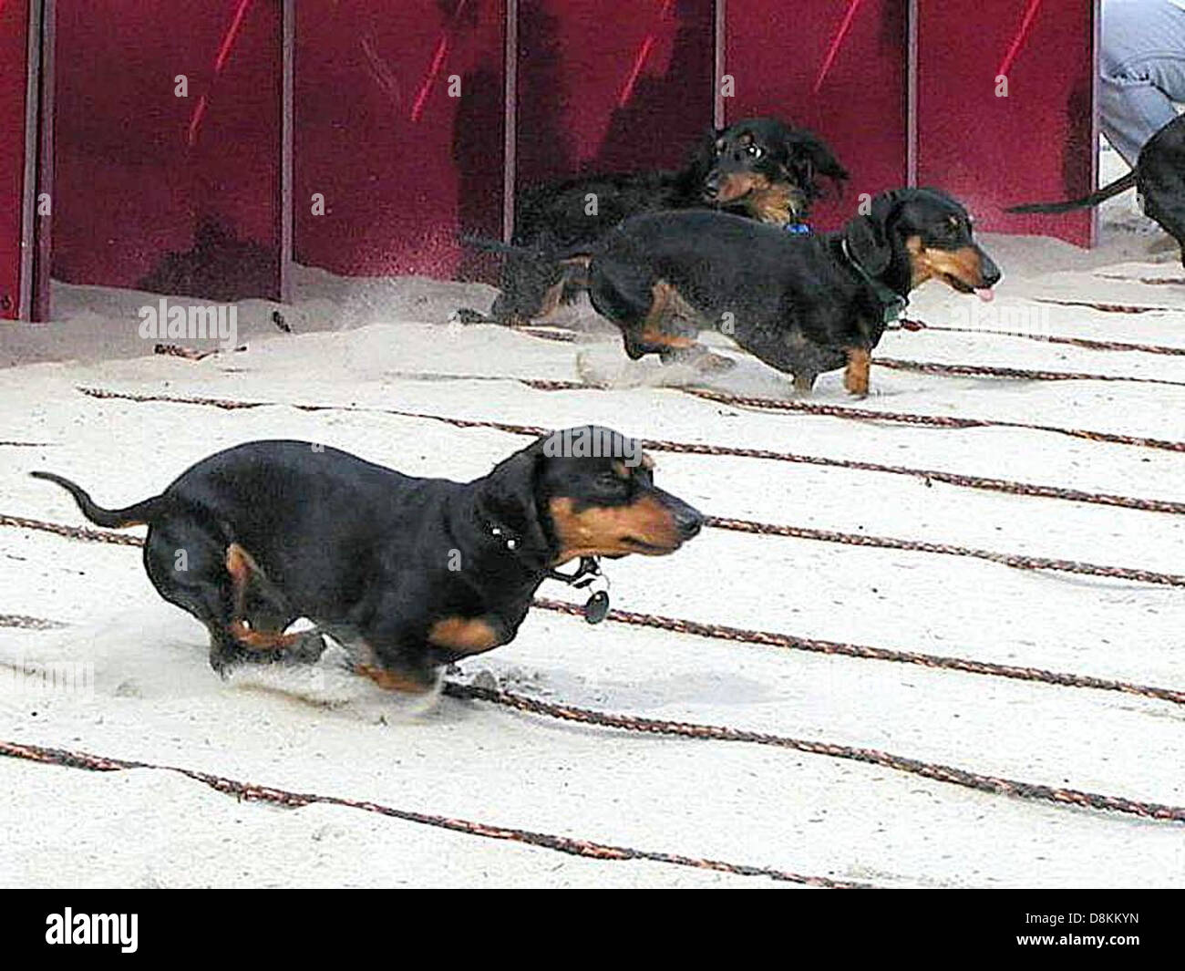 A group of wiener dogs racing in a competition. The image captures the ...