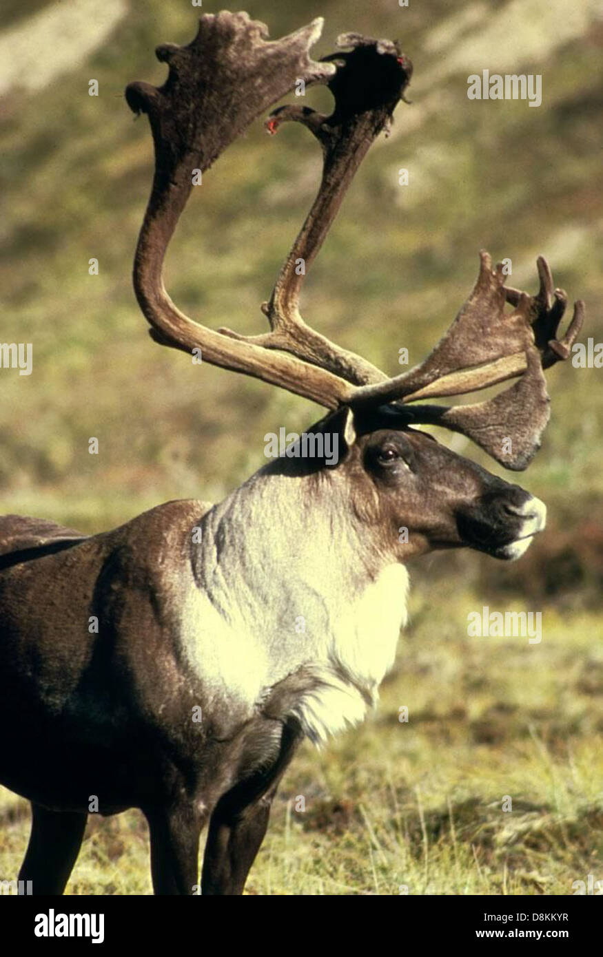 A wild caribou stands in a natural landscape, showcasing its large ...