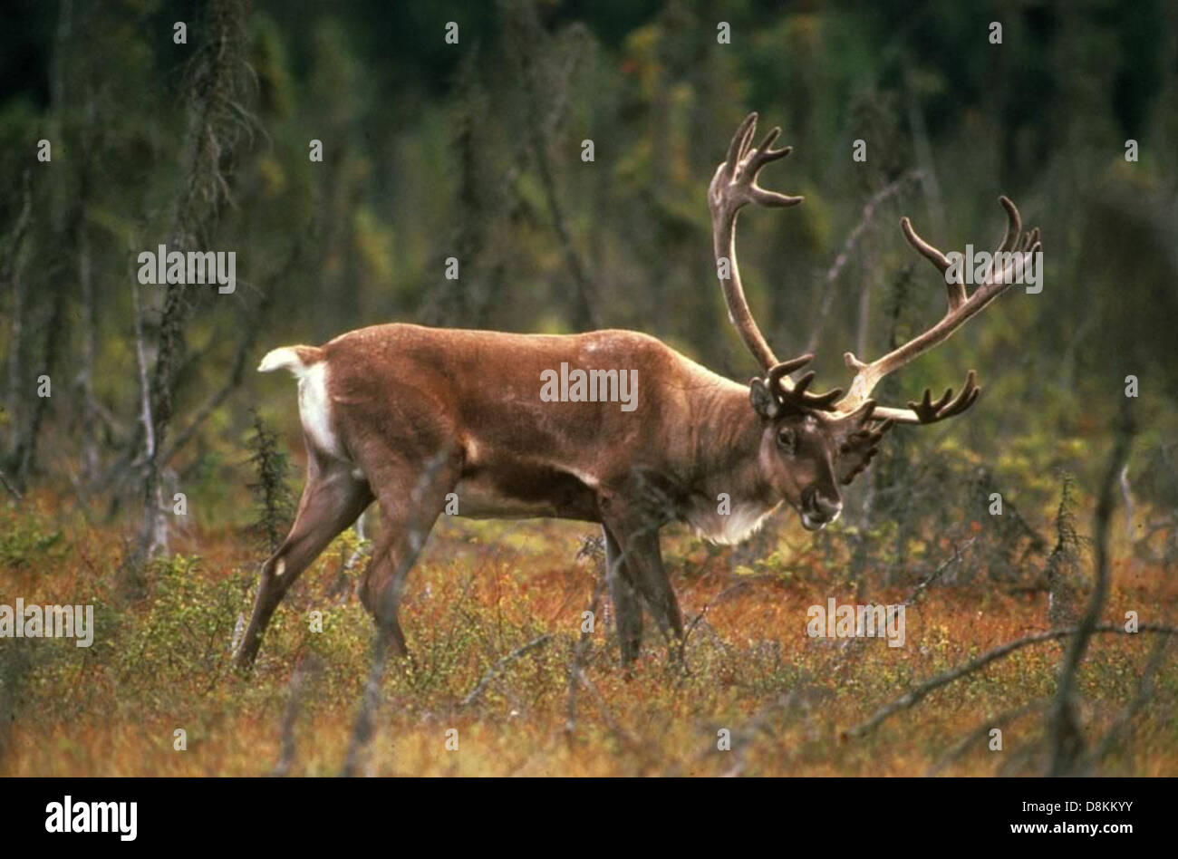 A wild deer grazing in an open field, surrounded by nature. The image ...