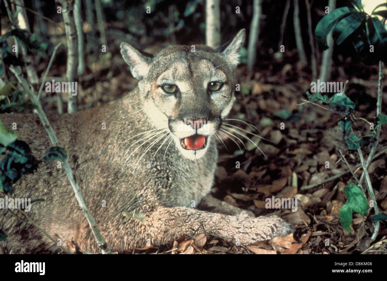 A wild puma, also known as a mountain lion or cougar, captured in its ...