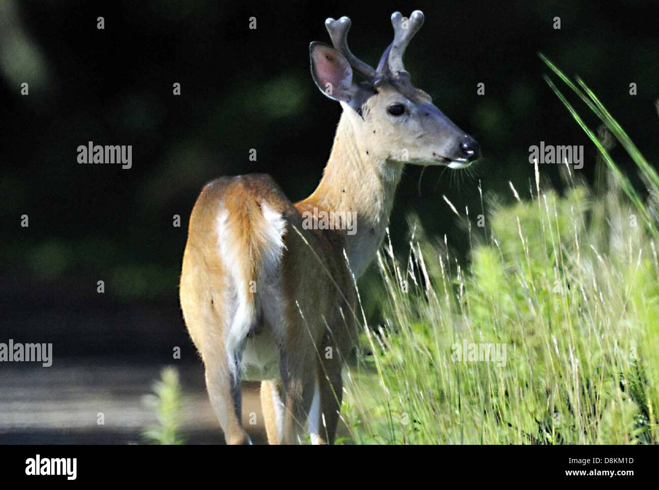 This image shows a young male white-tailed deer (Odocoileus virginianus ...