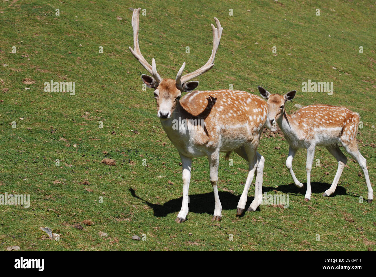 This image shows a young stag, a male deer, in its natural habitat. The ...