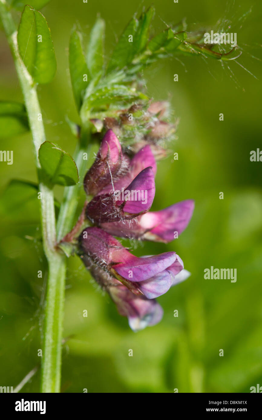 Bush Vetch (Vicia sepium) flower Stock Photo - Alamy