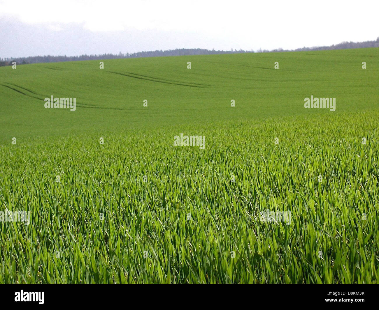 Green agricultural grass growing in a field, typically used for ...