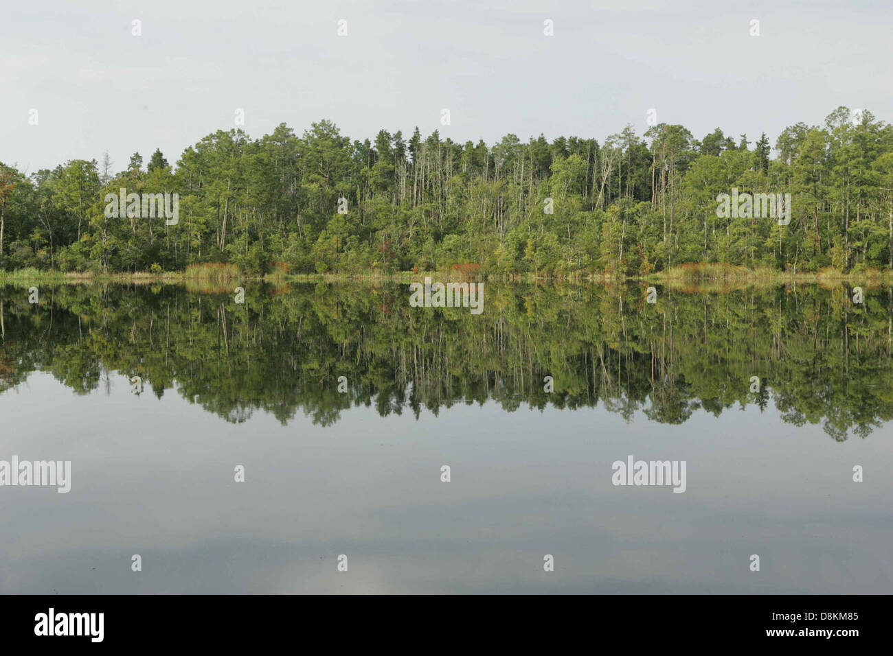 A pocosin pine forest, characterized by its dense, swampy vegetation ...