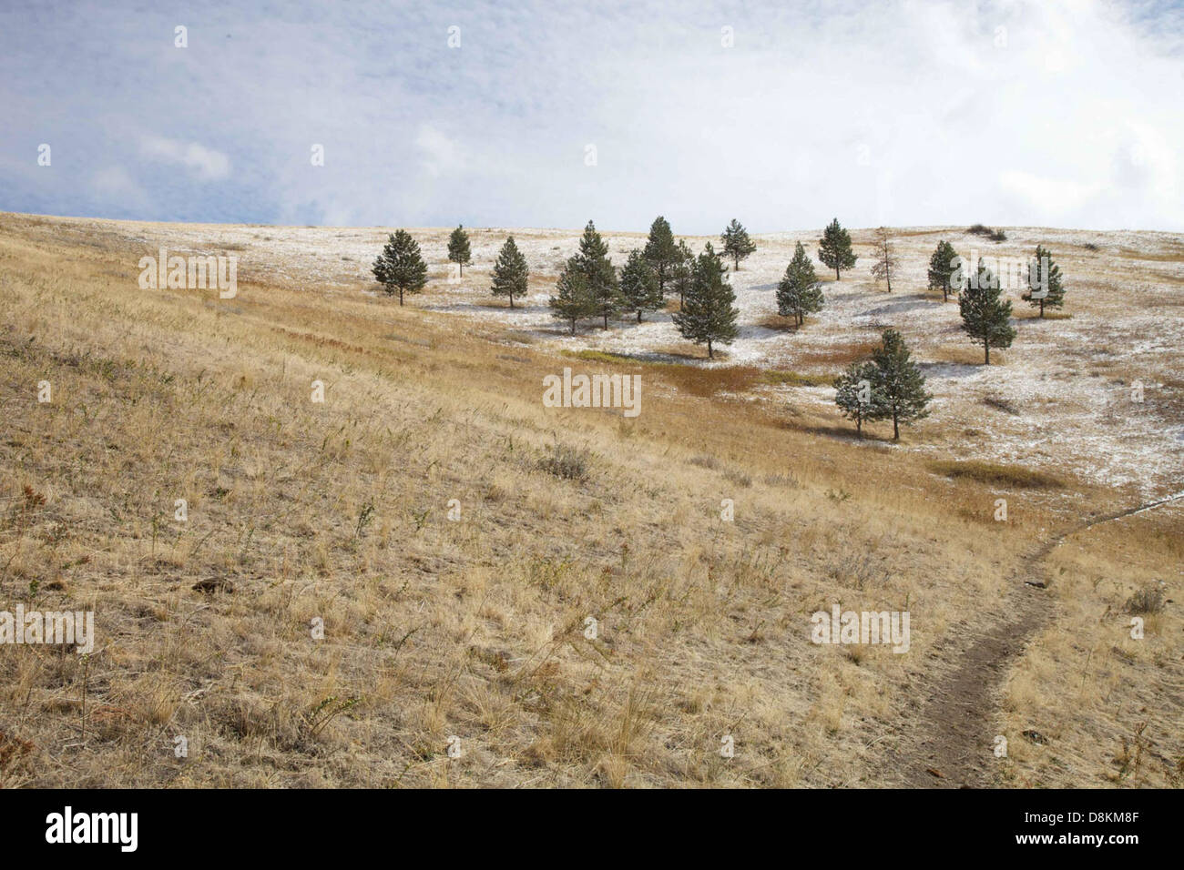 Snow dusted forest path hi-res stock photography and images - Alamy