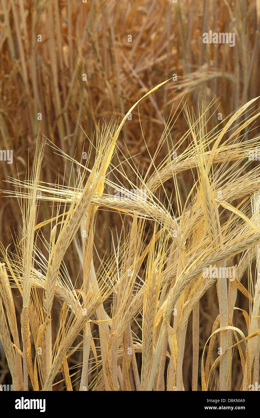This image shows a close-up of barley, a cereal grain used in various ...