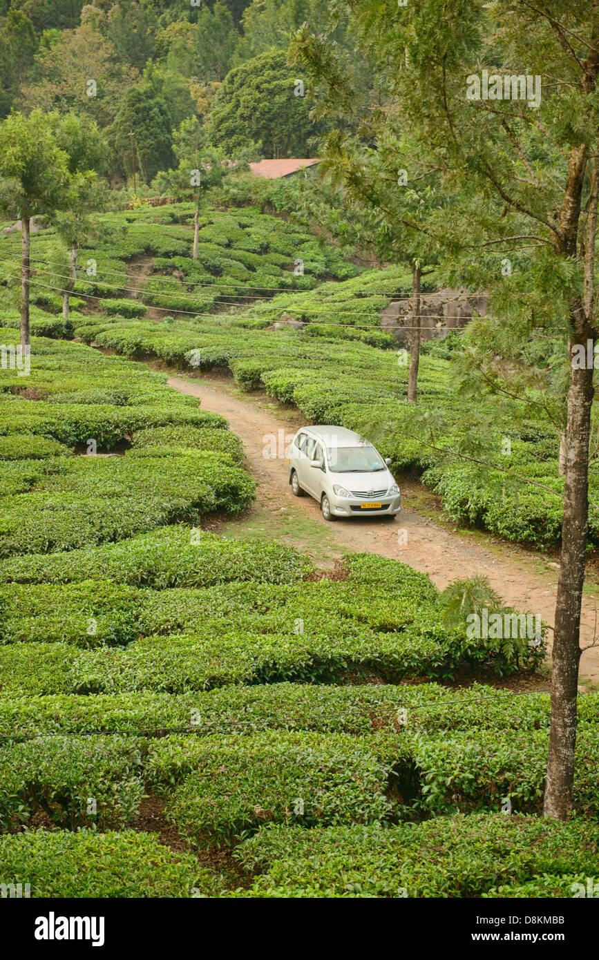 driving through the beautiful tea plantations of Munnar, a hill station ...