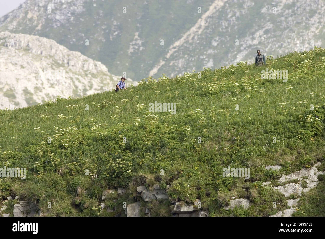 Biologists search for seabird nests along coastal cliffs. These nests ...