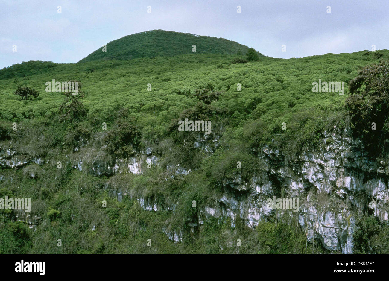 The Galapagos Islands' bright green hillsides, rich in vegetation ...