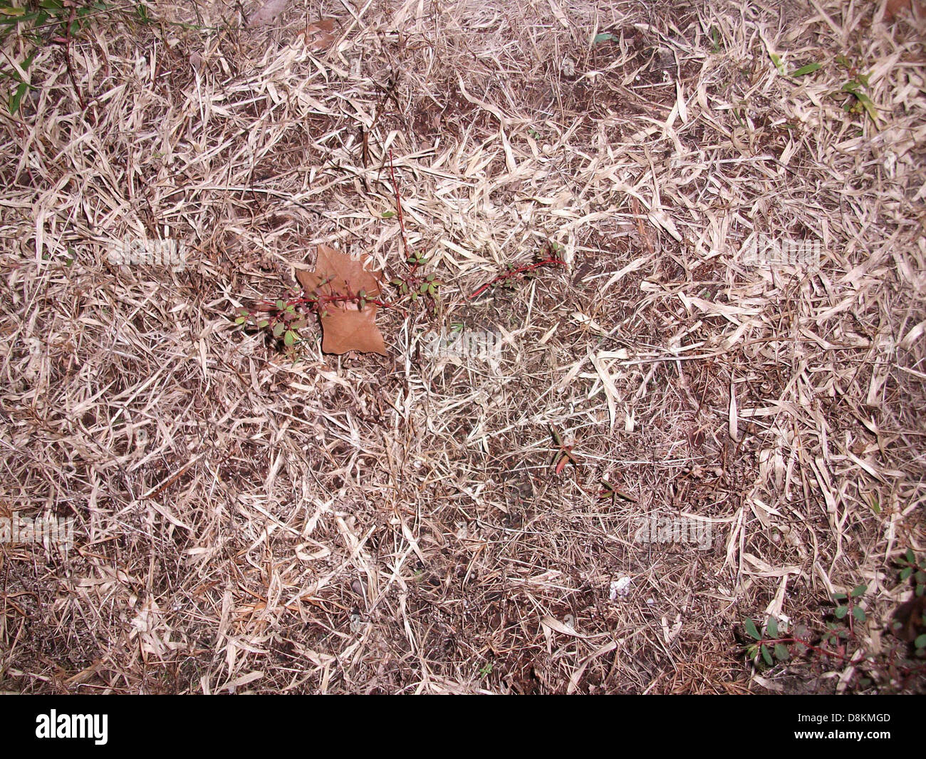 This image features brown, dead grass, weeds, and leaves, showcasing ...