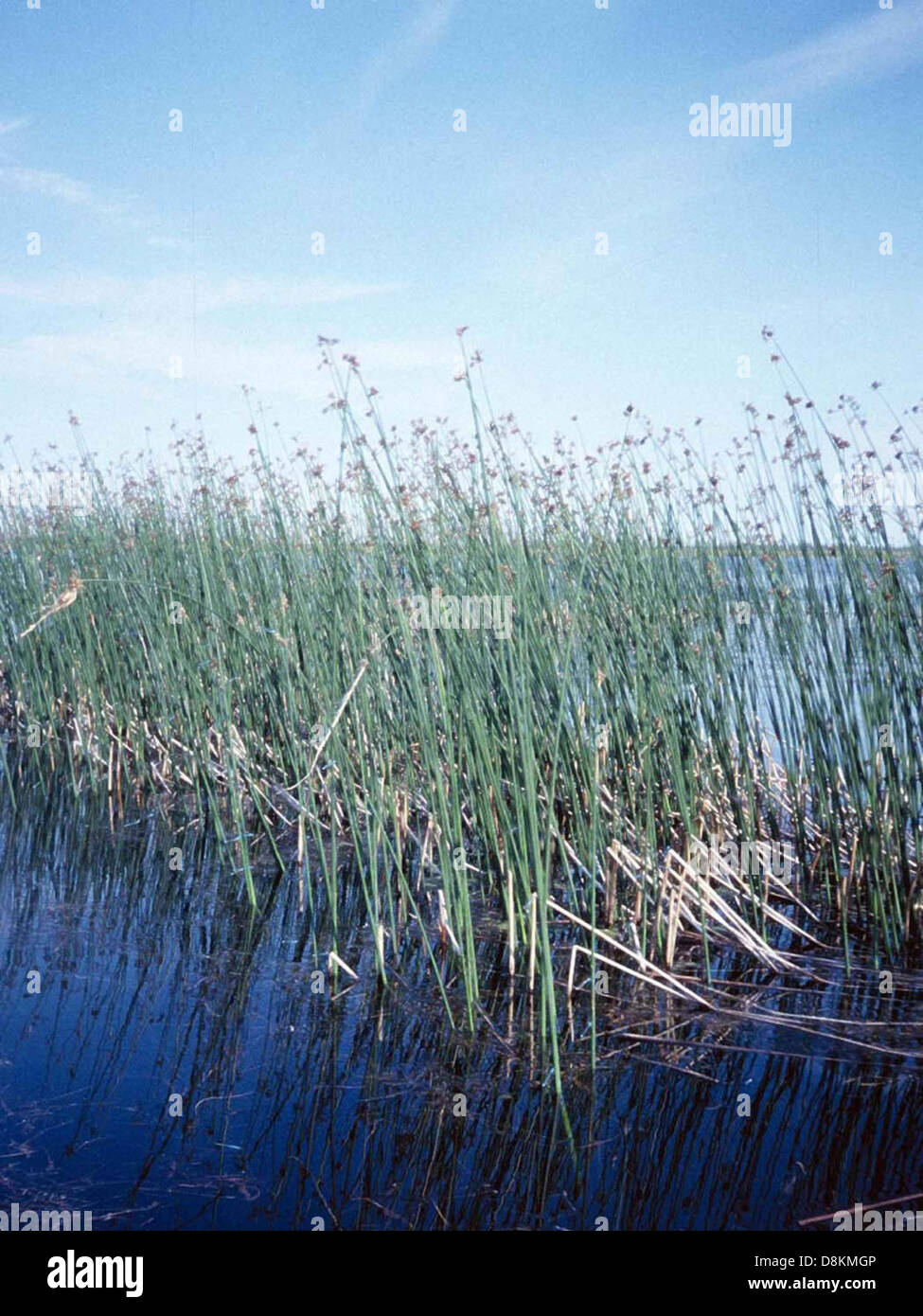 Bulrush commonly grows in the lakes Stock Photo - Alamy