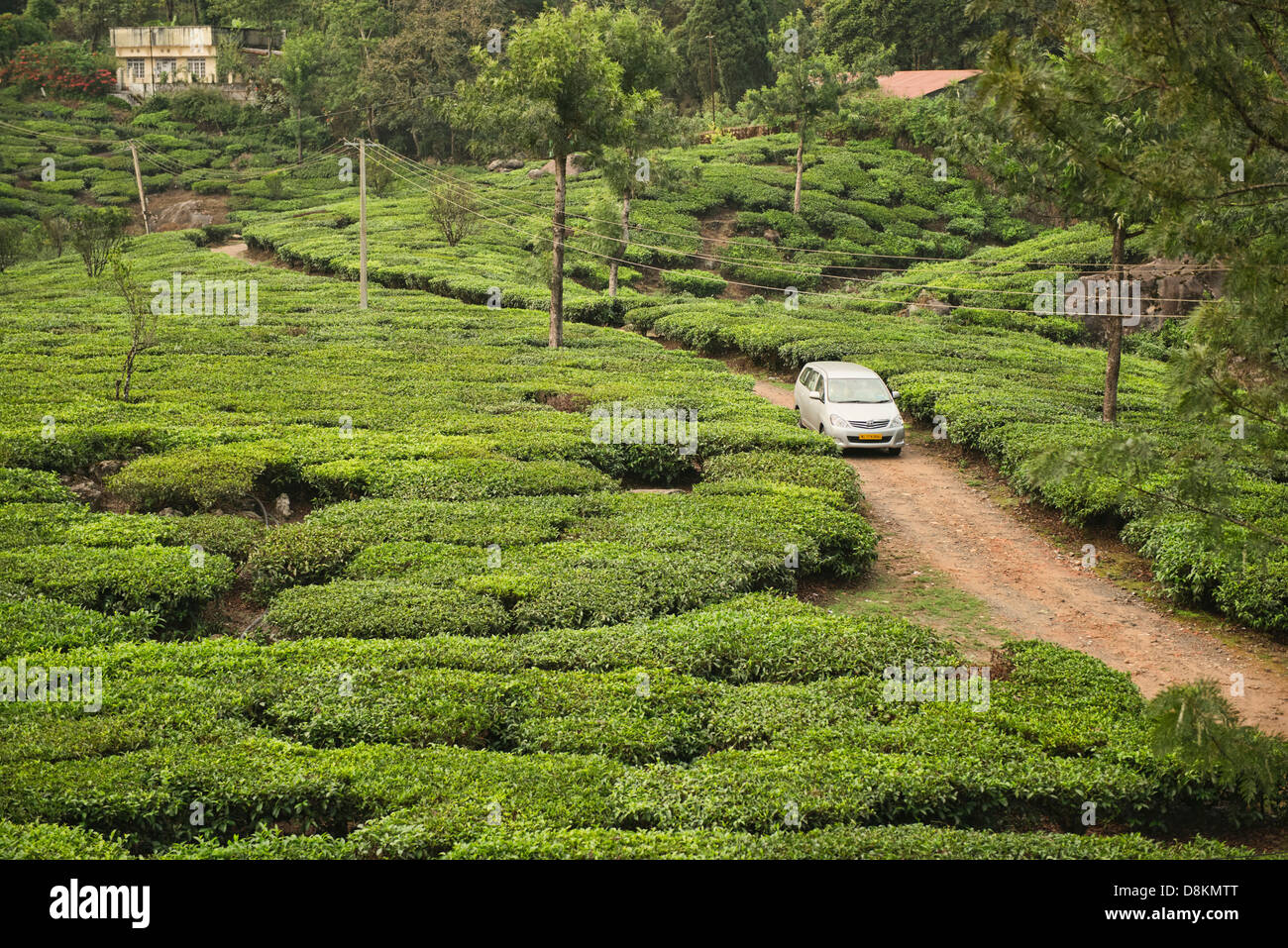 driving through the beautiful tea plantations of Munnar, a hill station ...