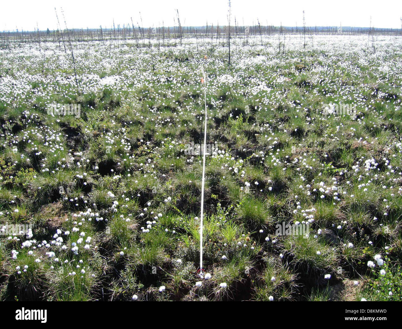 A field of cottongrass along a transect line, showing its fluffy white ...