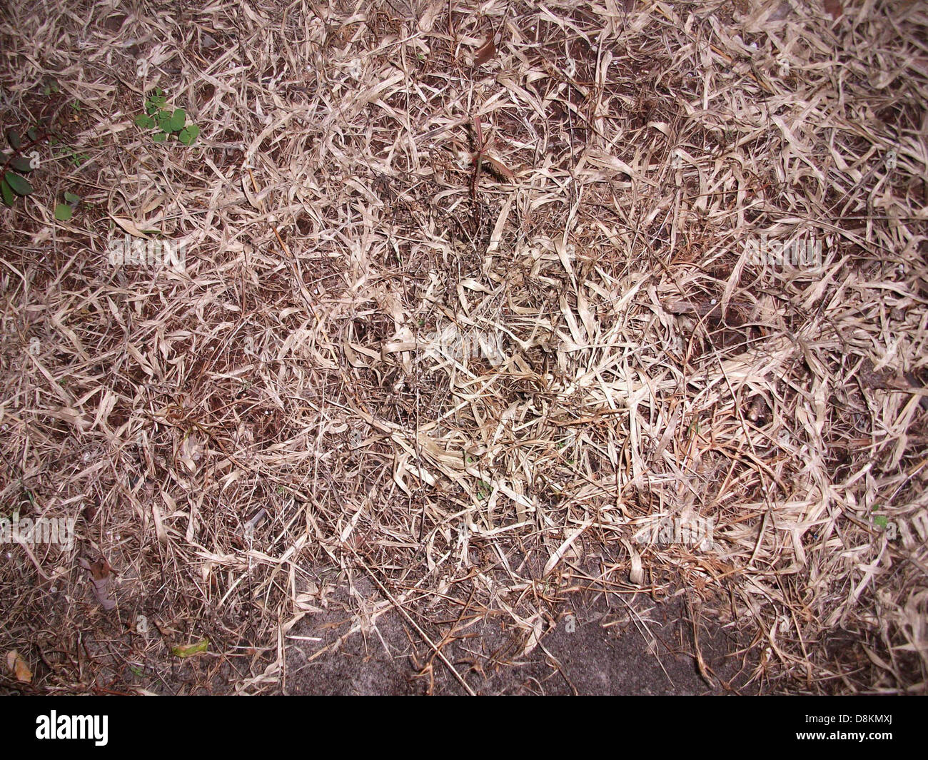 This image shows dead grass and weeds, typical of a dried-up or dormant ...