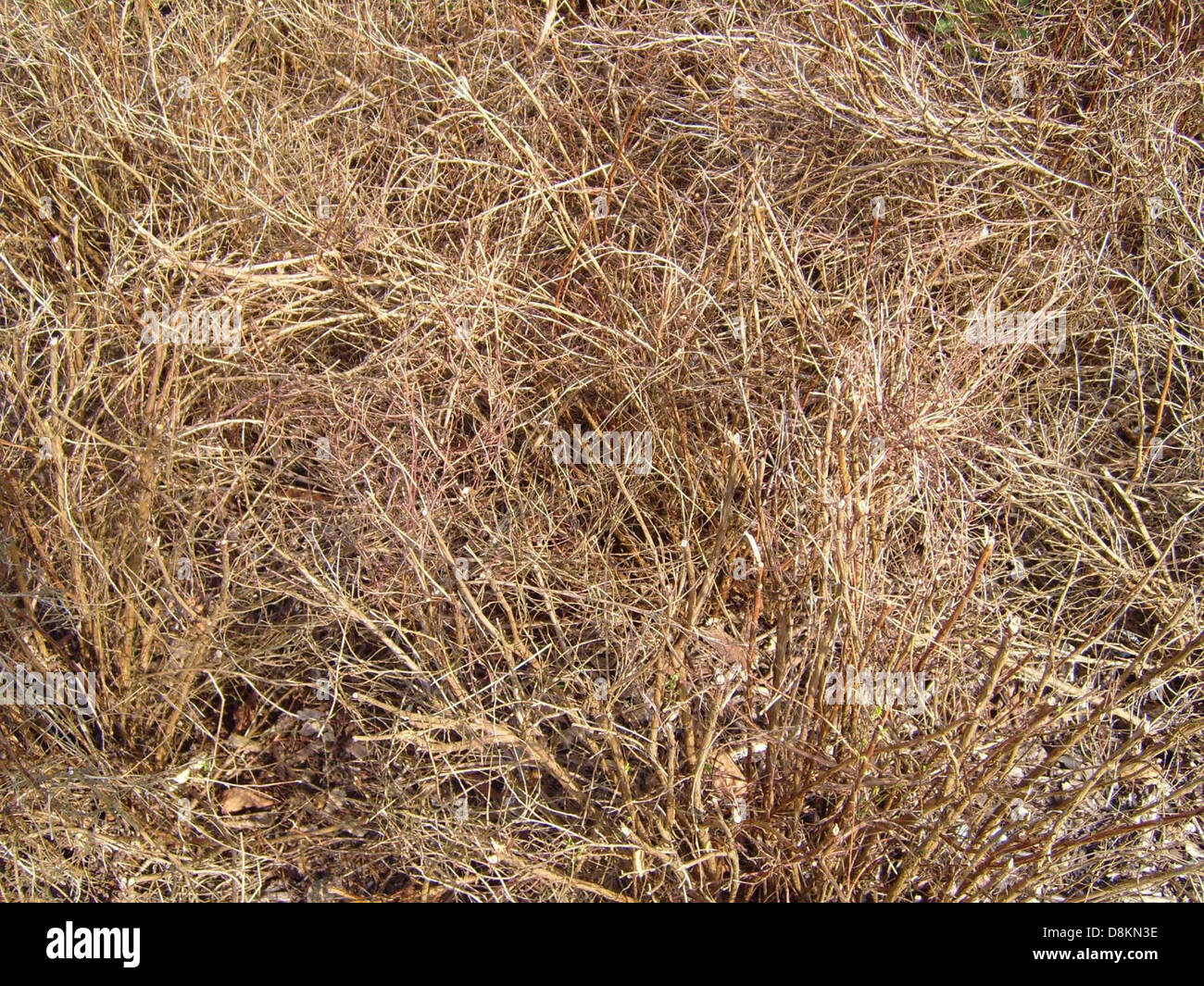 A close-up of dry grass in a field, its yellowed and brittle texture ...