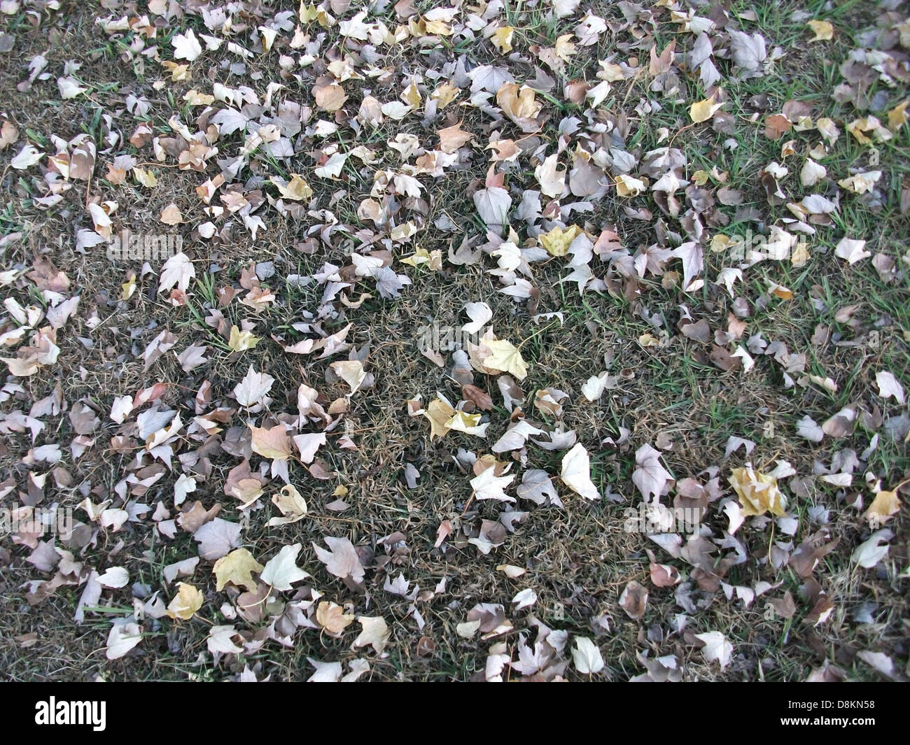 Fallen leaves are scattered across a grassy surface, representing the ...