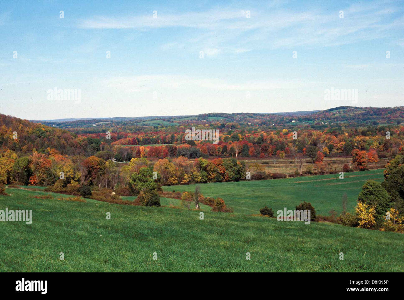 This image depicts vibrant fall foliage covering a hillside. The leaves ...