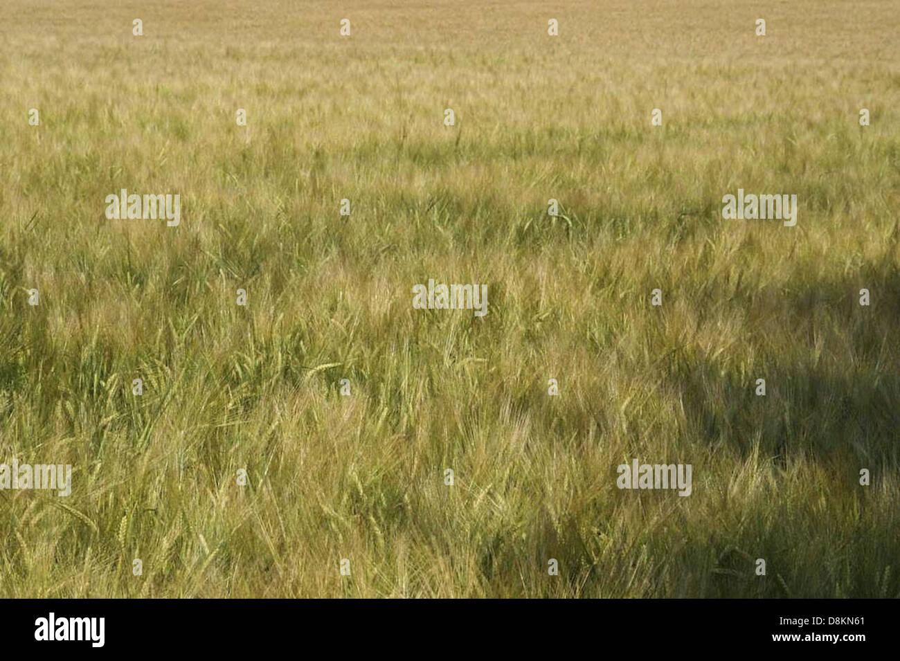 Field of wild grass high grass Stock Photo - Alamy