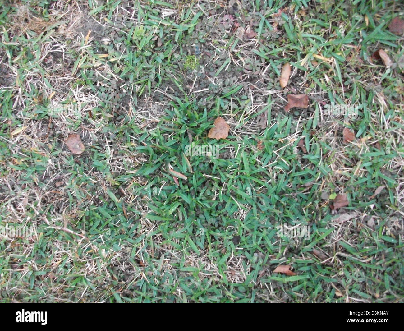 A simple image showing grass and fallen leaves on the ground. The ...