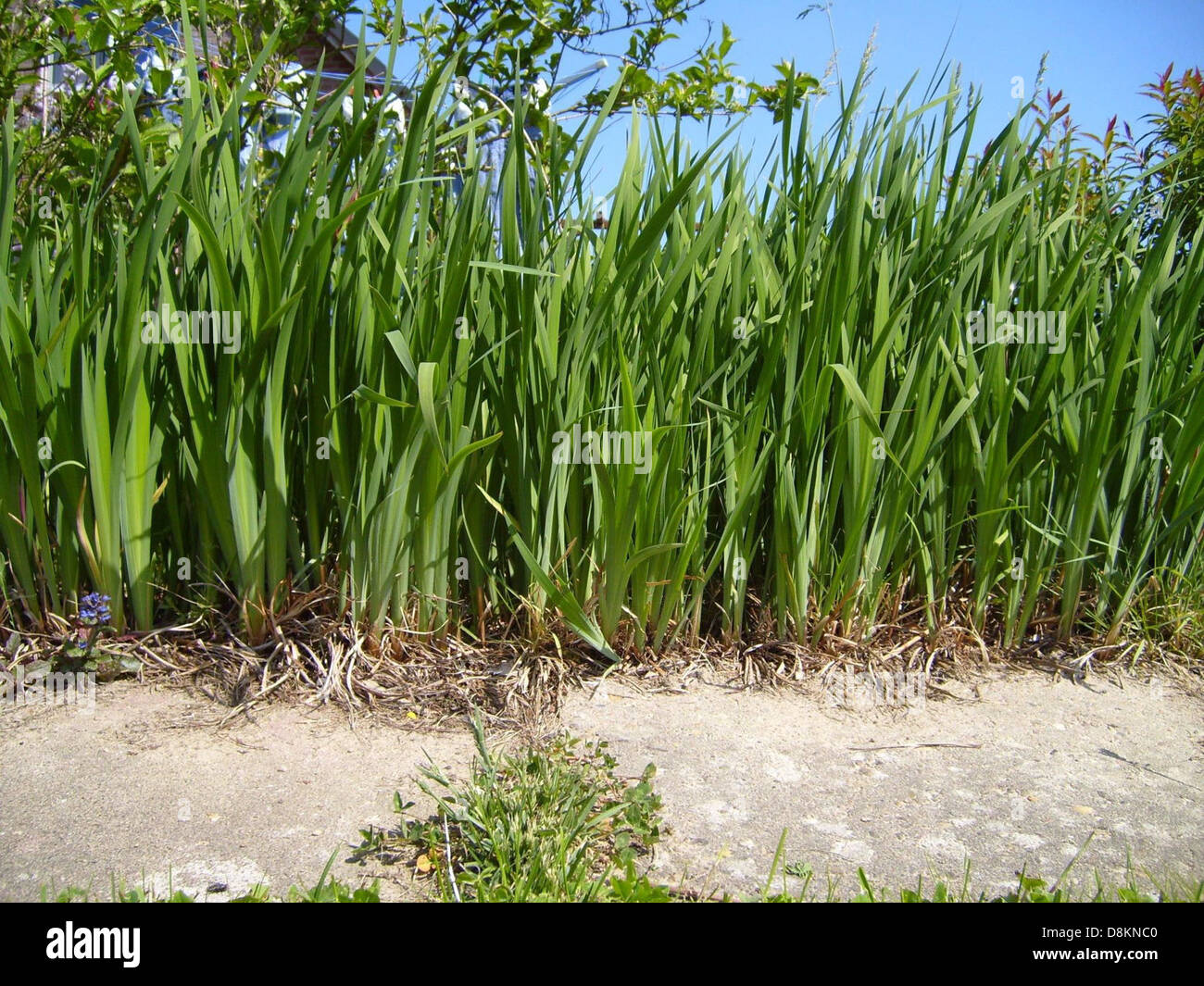 A field of tall grass with a view of the front, capturing the texture ...