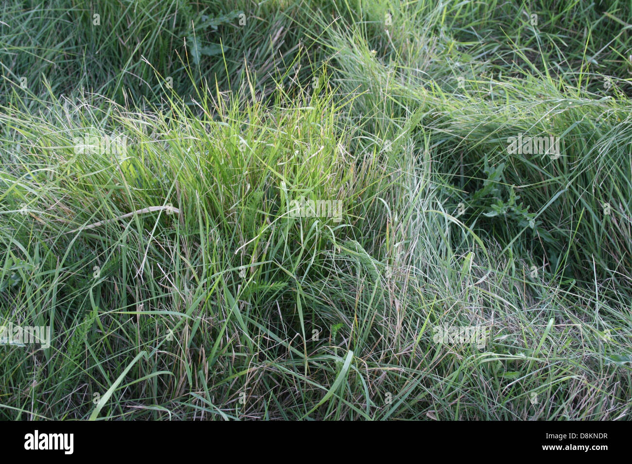 A close-up view of grass with detailed texture, showing individual ...