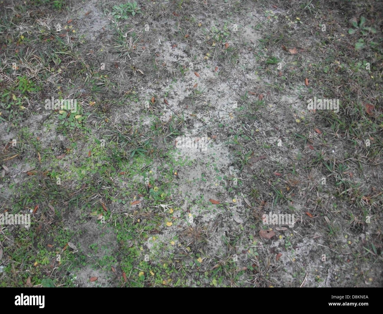 Grass and weeds grow in the sandy soil, showcasing how plants can ...