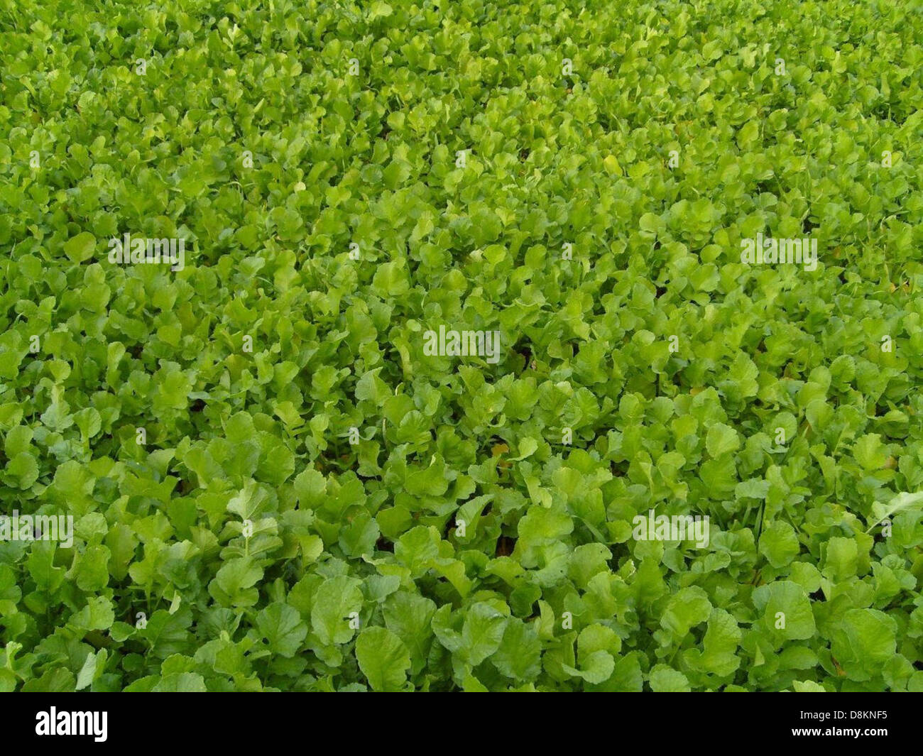 A lush green field stretching across the landscape, often used for ...