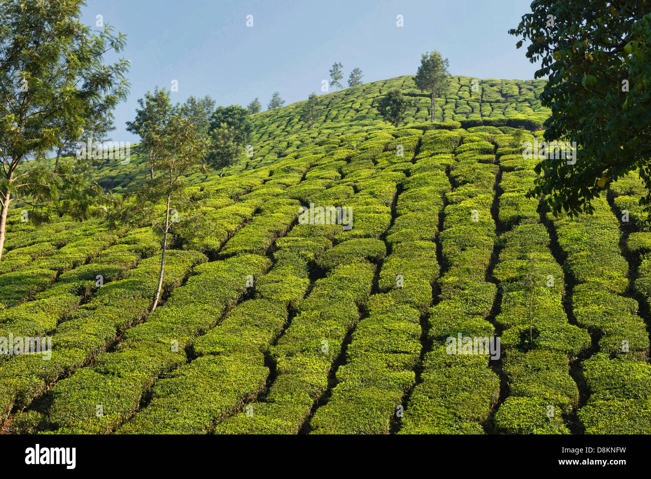The beautiful tea plantations of Munnar, a hill station in Kerala ...