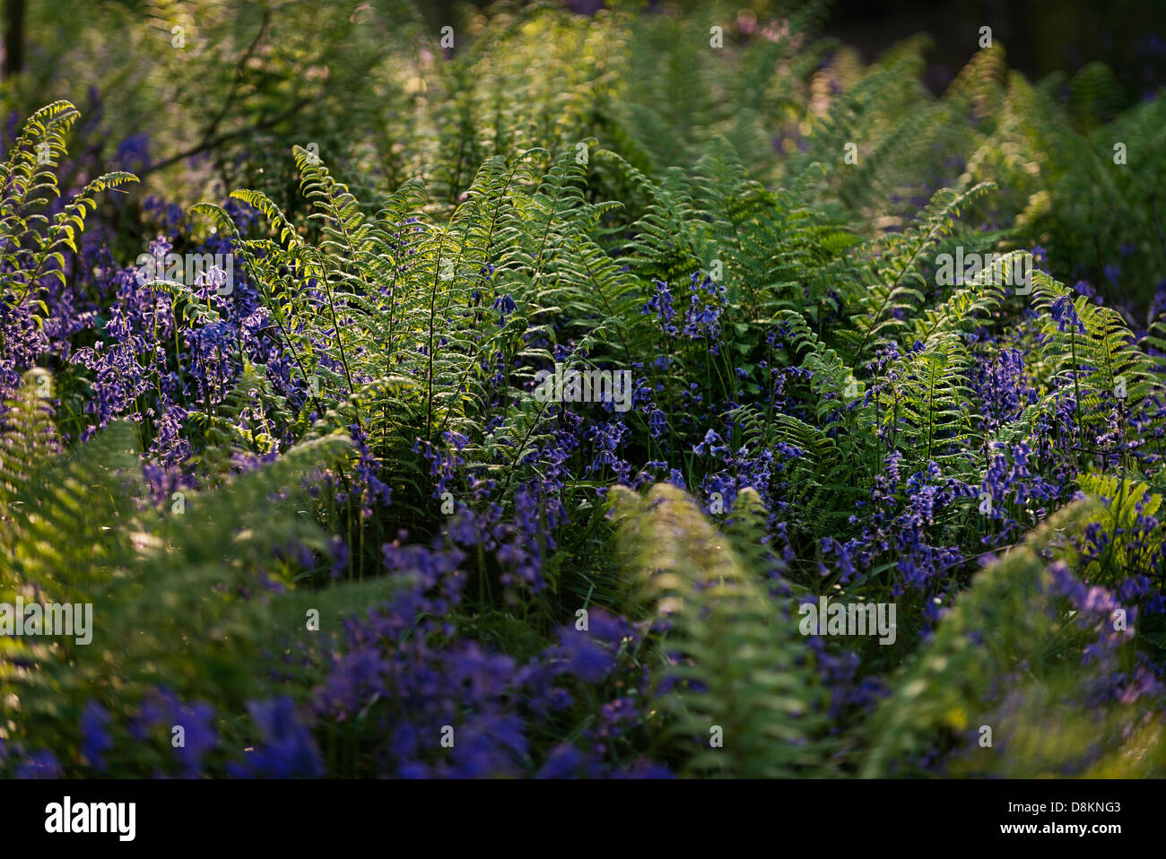 Male fern and bluebells backlit Stock Photo - Alamy