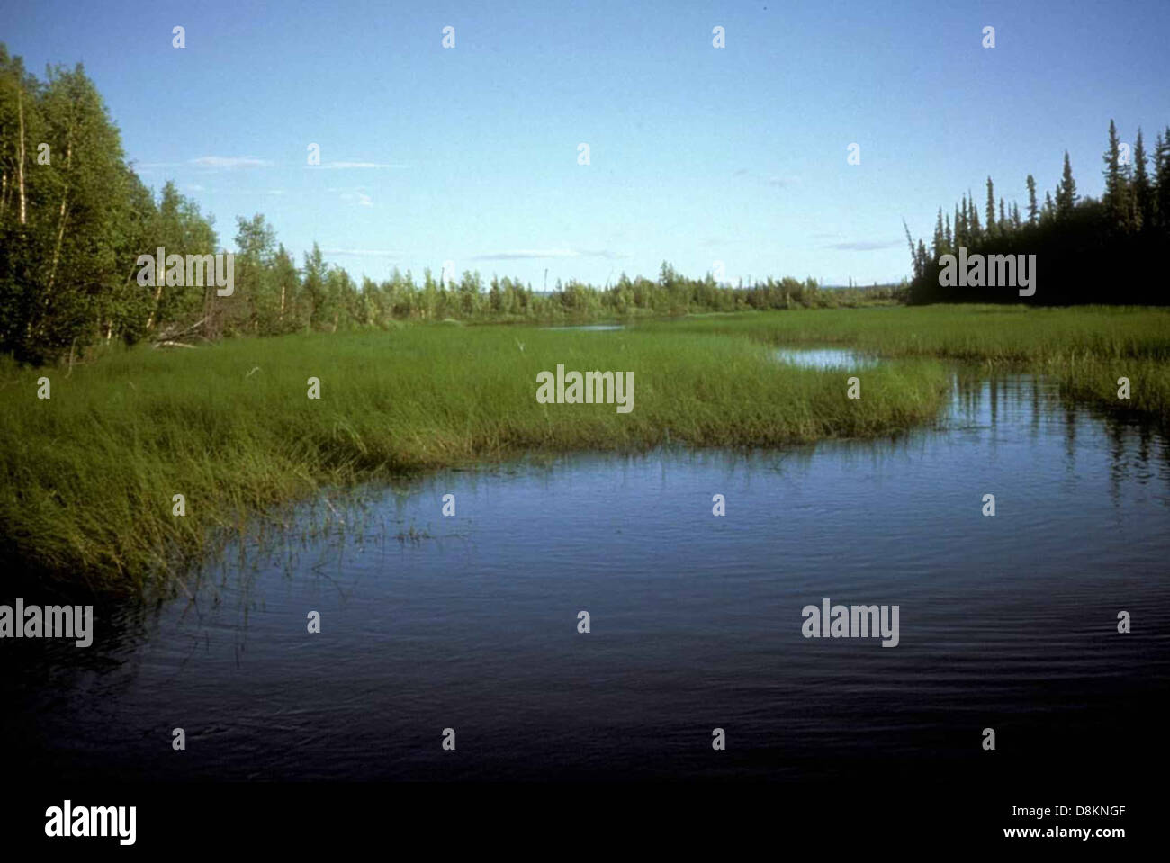 Tall green swamp grasses grow in a wetland area, with water reflecting ...