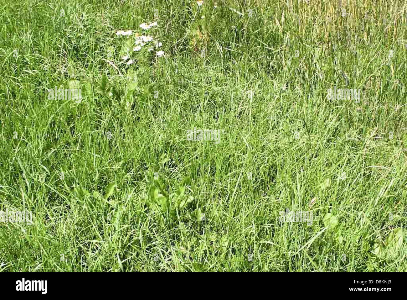 A collection of various wild grasses in a natural setting, showcasing a ...