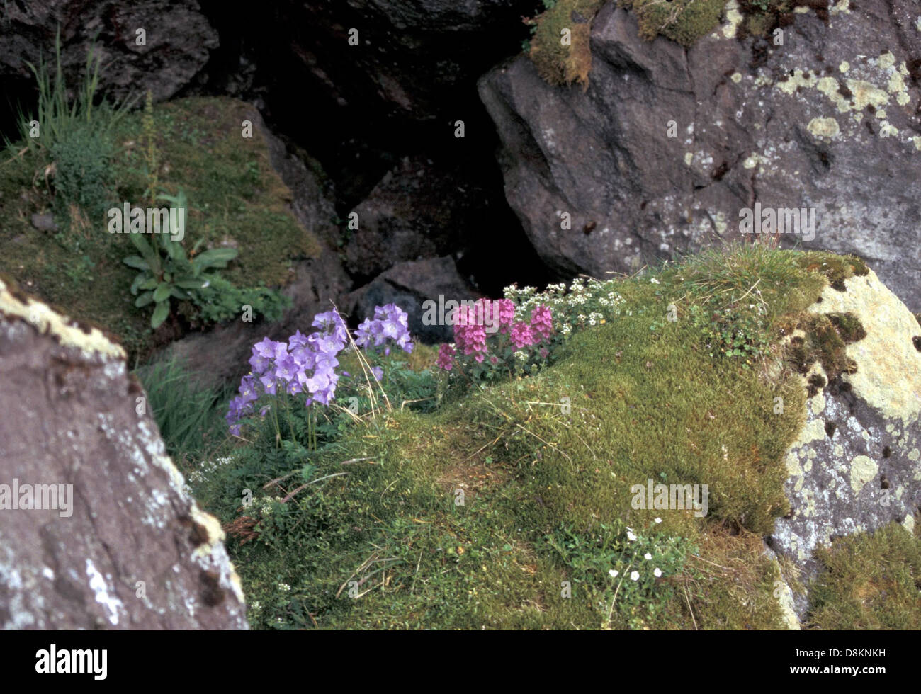 A shot of Hall Island showing the Jacob's ladder plant and lousewort ...