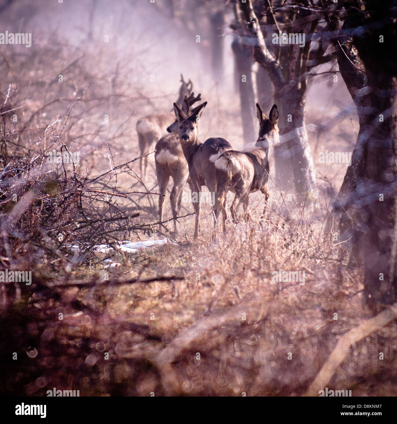 Deers in the forest Stock Photo - Alamy