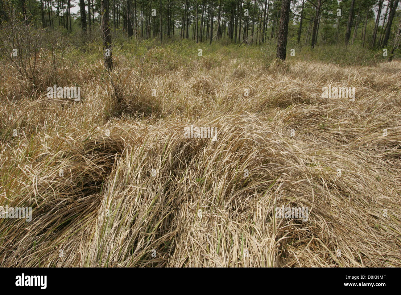 High cogon grass detailed image Stock Photo - Alamy
