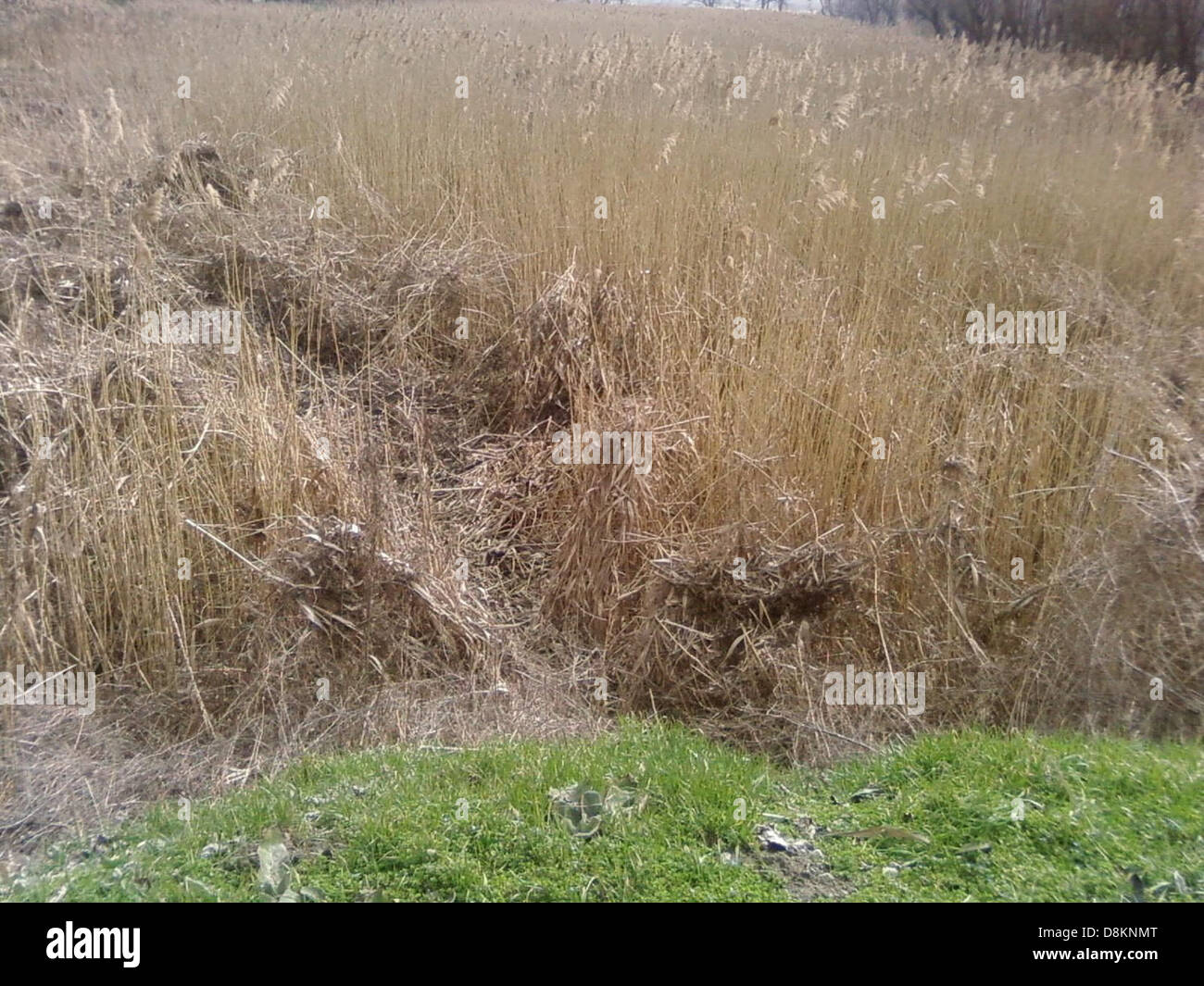 High grass in dried lake Stock Photo - Alamy