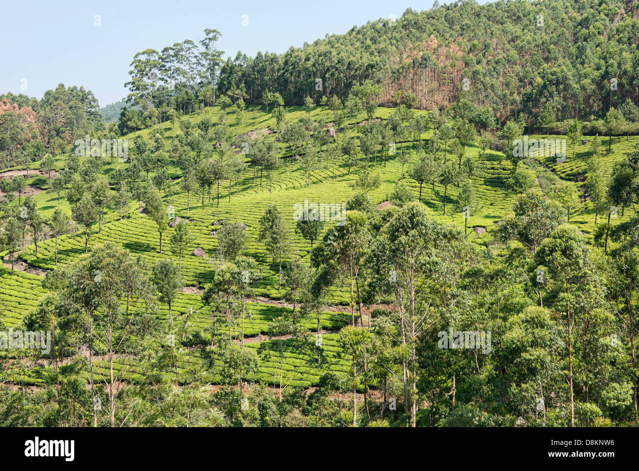 The beautiful tea plantations of Munnar, a hill station in Kerala ...