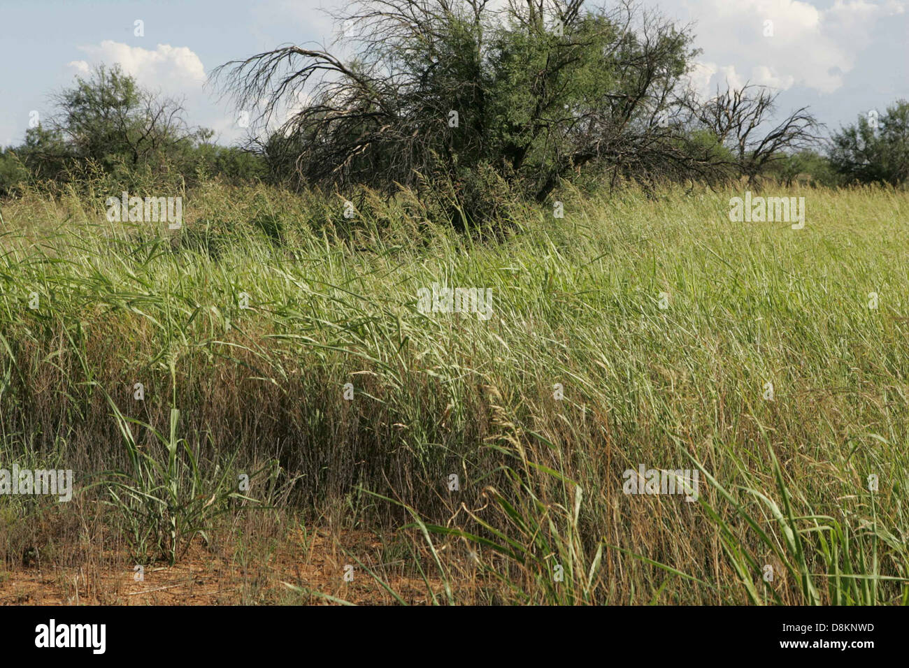 Invasive grass species are shown competing with native plants ...