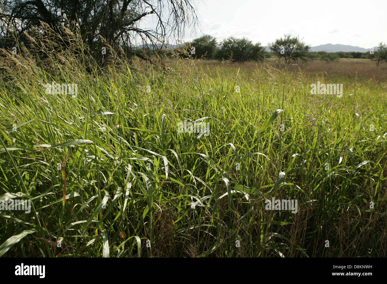 Johnson grass, an invasive species, seen growing in a field. Known for ...