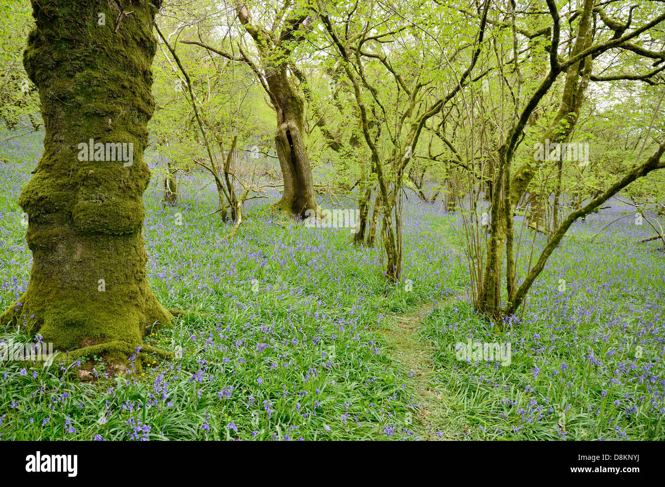 Bluebells in full bloom in Meldon Woods on the edge of Dartmoor, Devon ...