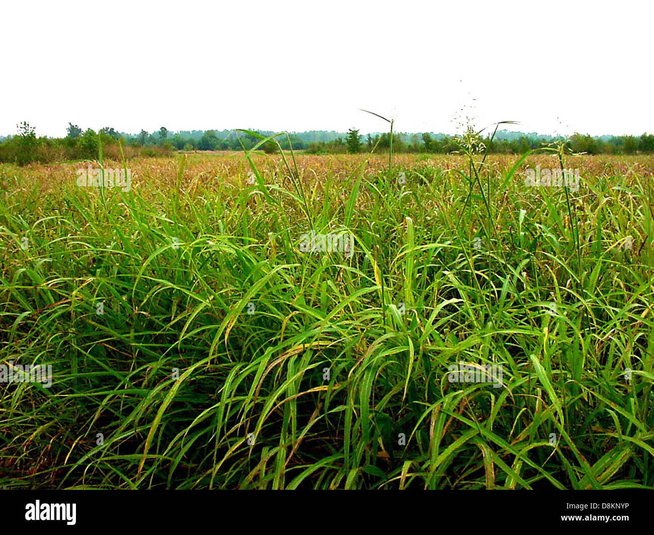 Invasive plant covering hi-res stock photography and images - Alamy